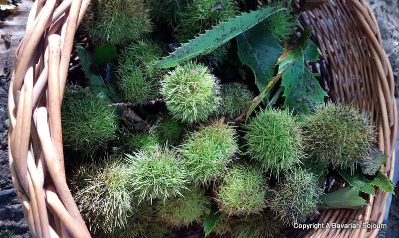 The Sweet Chestnut Collector - A Bavarian Sojourn