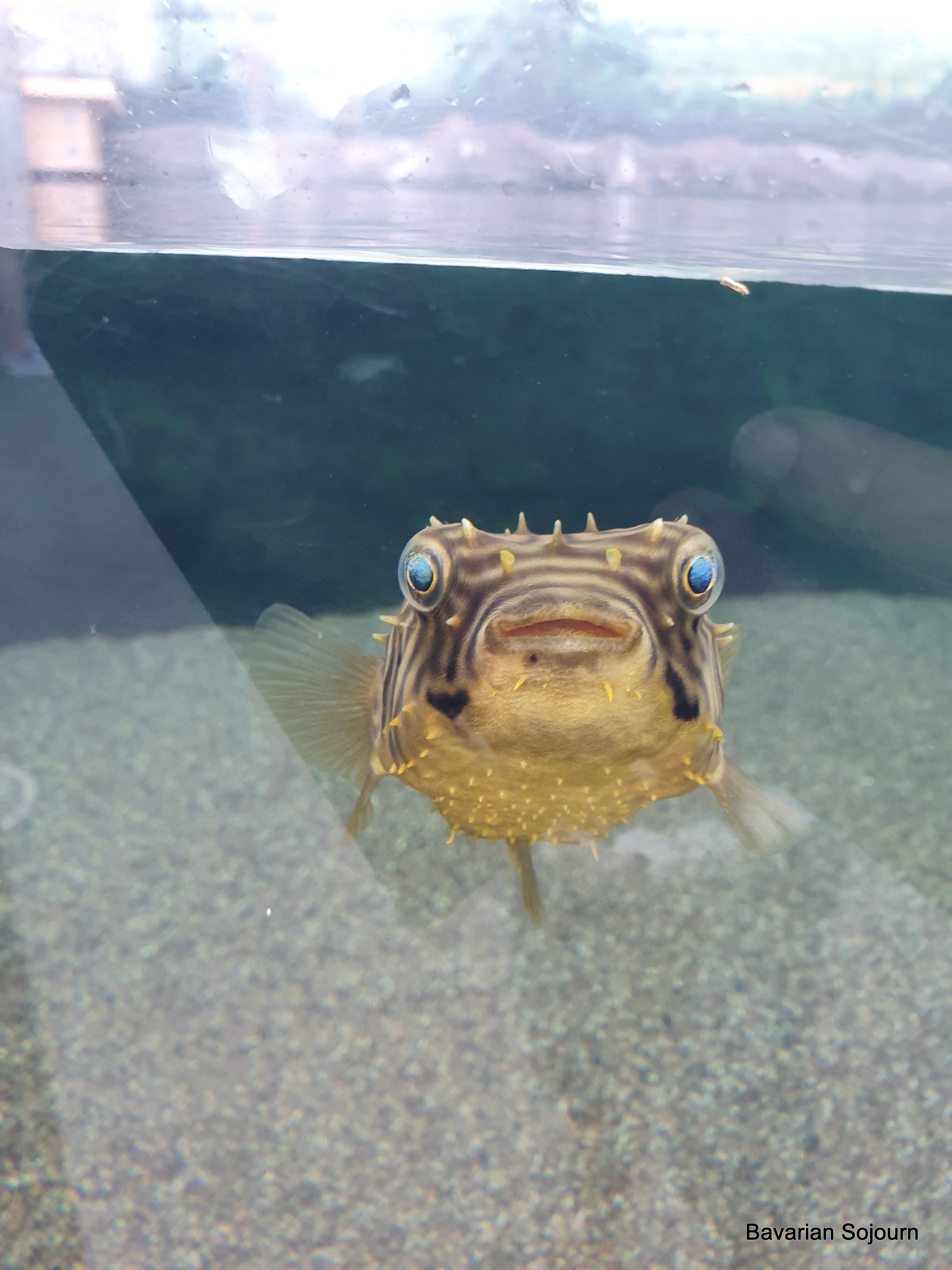 Sunday Photo - Puffer Fish Close Up - A Bavarian Sojourn