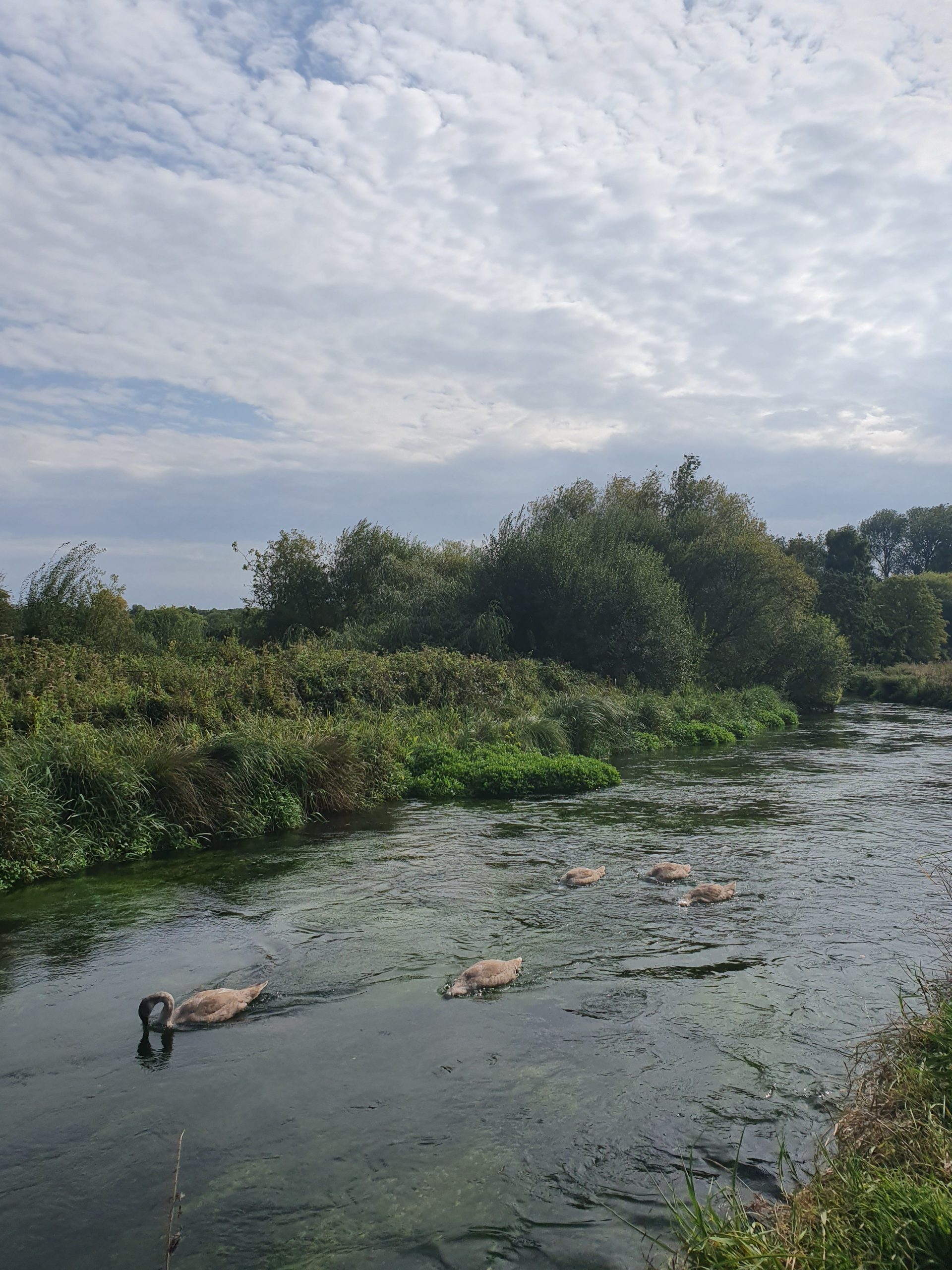 Sunday Photo - The Water Meadow crew... - A Bavarian Sojourn